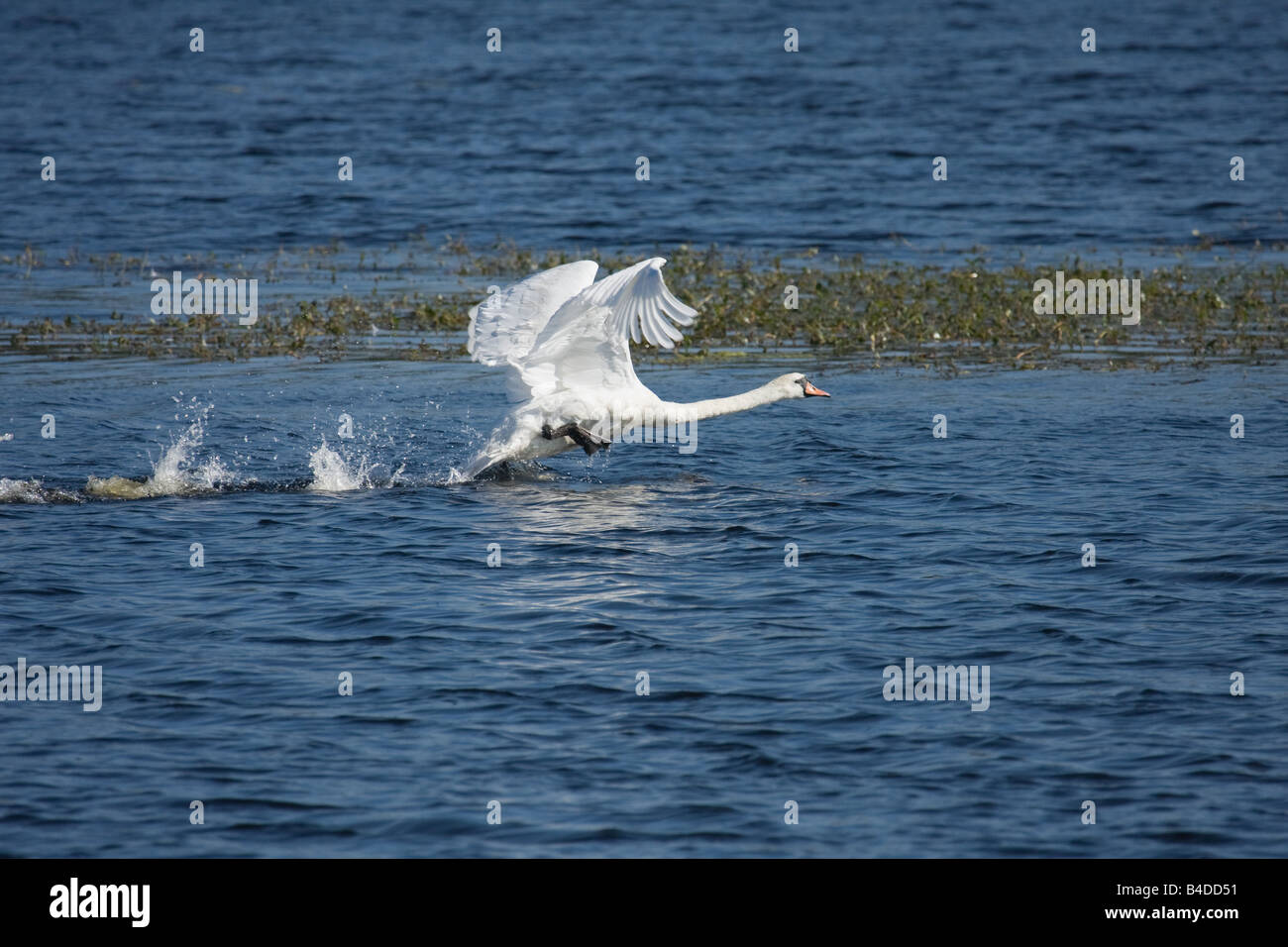Swan taking off Stock Photo - Alamy