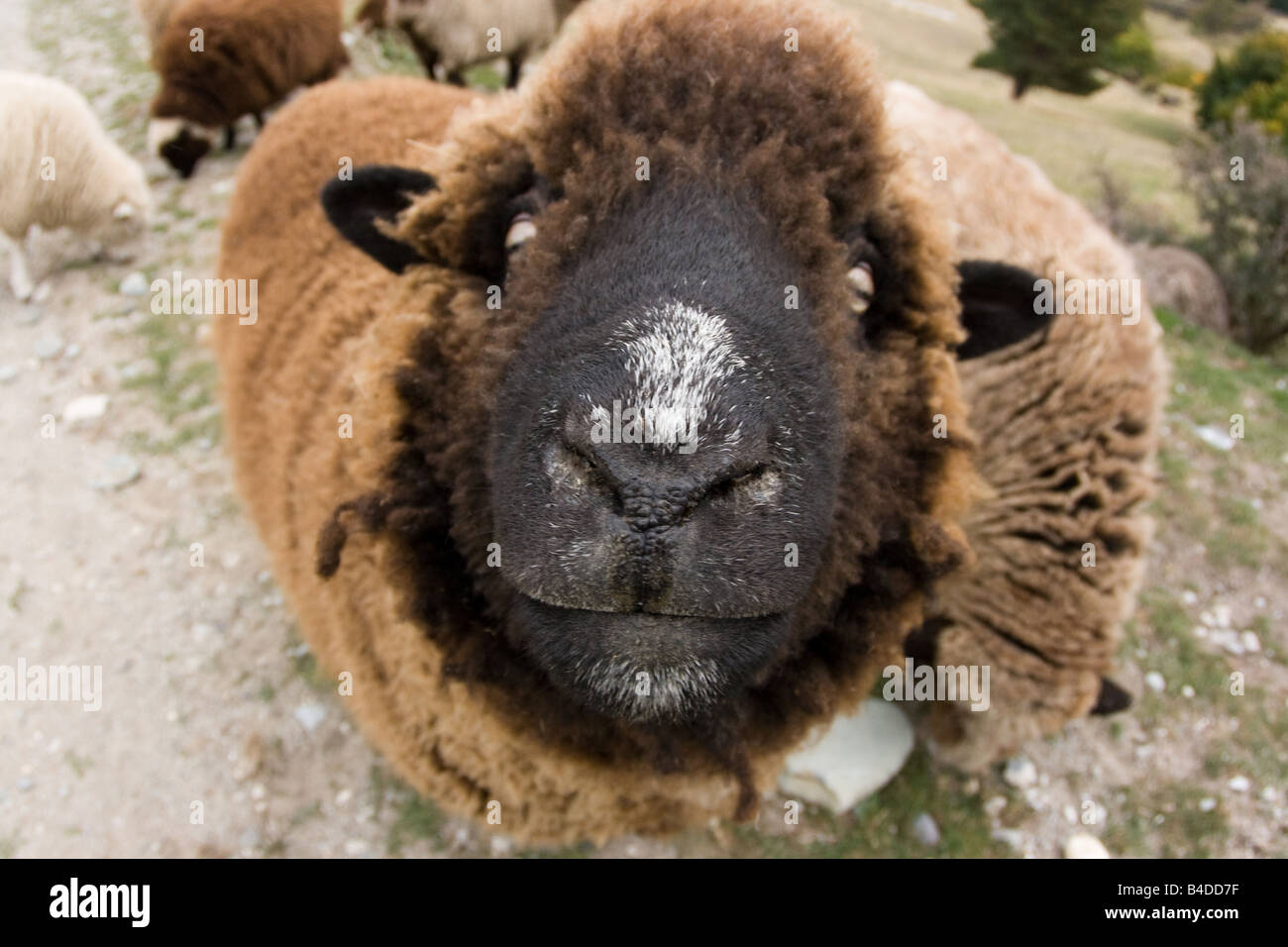 Wool over eyes hi-res stock photography and images - Alamy