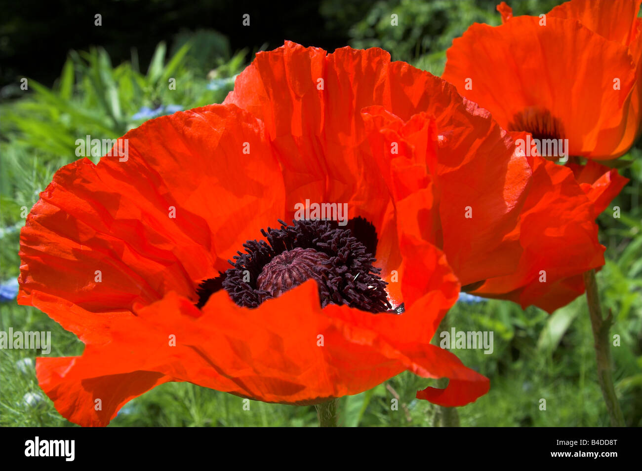 oriental poppy in red papaver orientale Stock Photo - Alamy