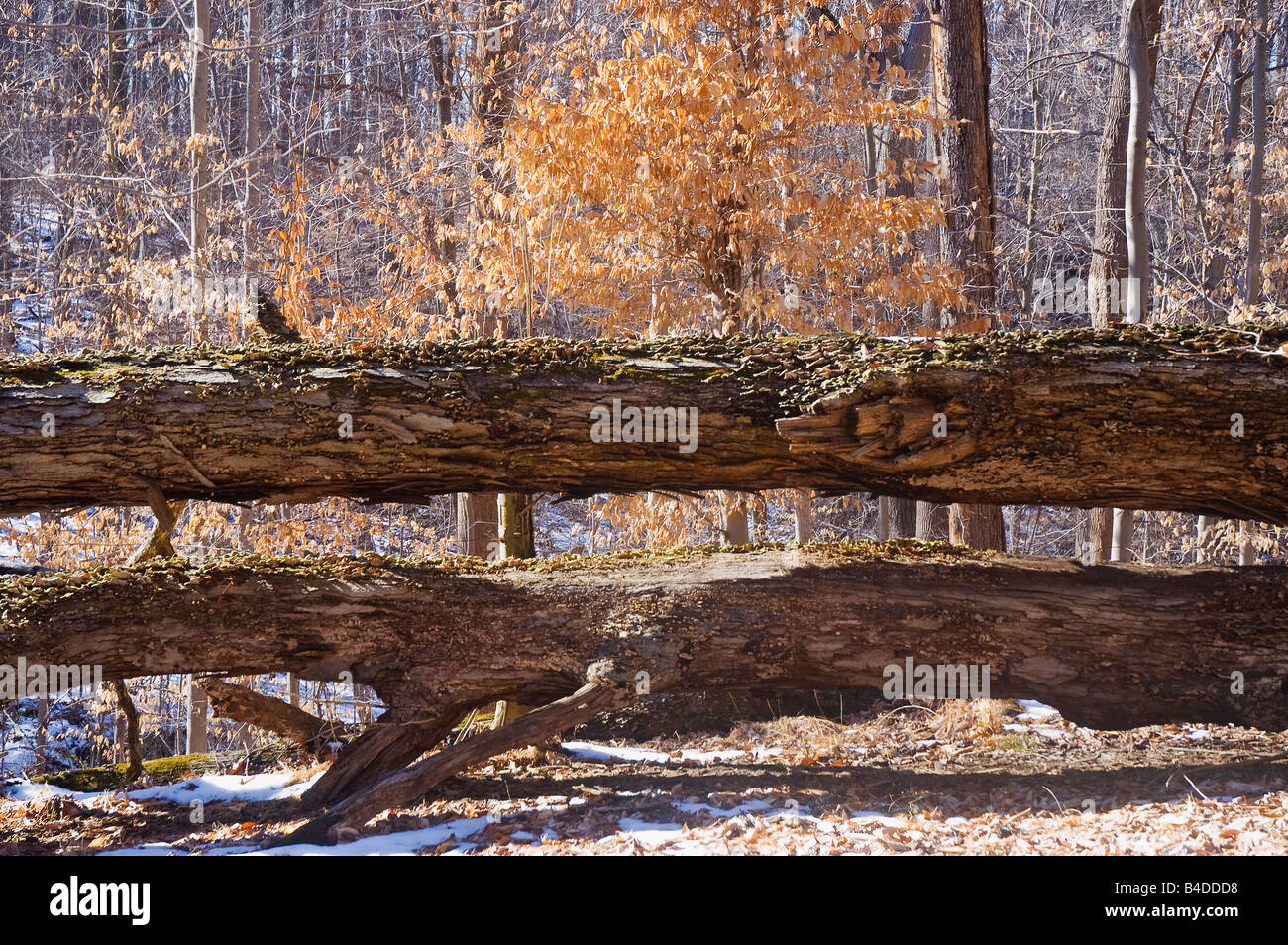 Dead tired hi-res stock photography and images - Alamy