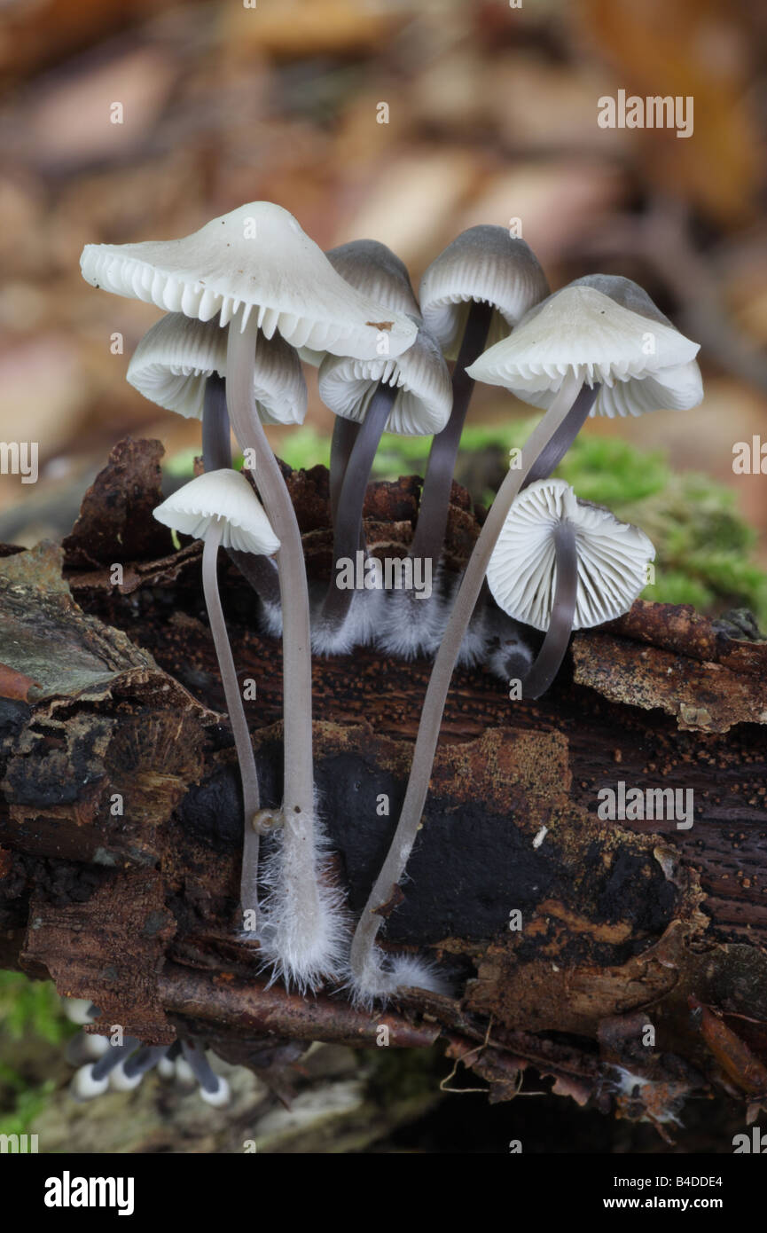Angels bonnets fungi mycena arcangeliana hi-res stock photography and ...