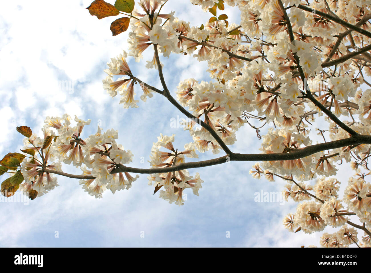 White tabebuia hi-res stock photography and images - Alamy
