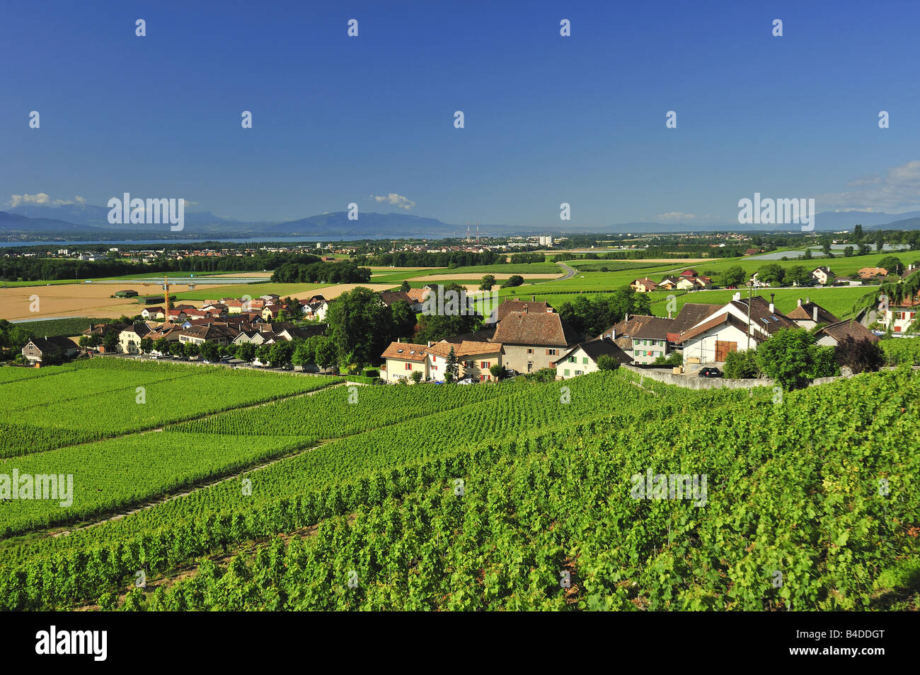 Swiss switzerland village vineyard hi-res stock photography and images ...