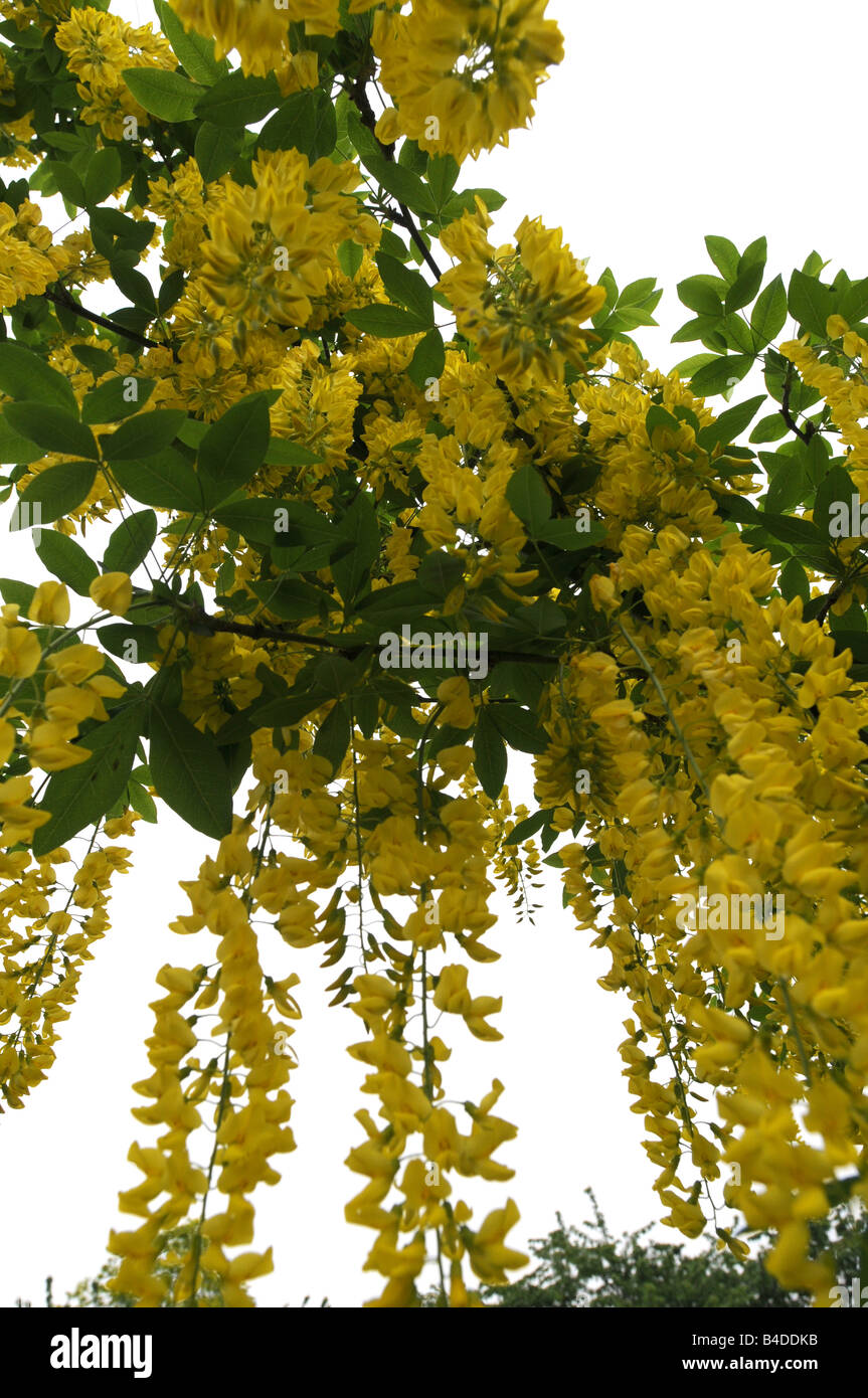 Yellow blossoms hi-res stock photography and images - Alamy