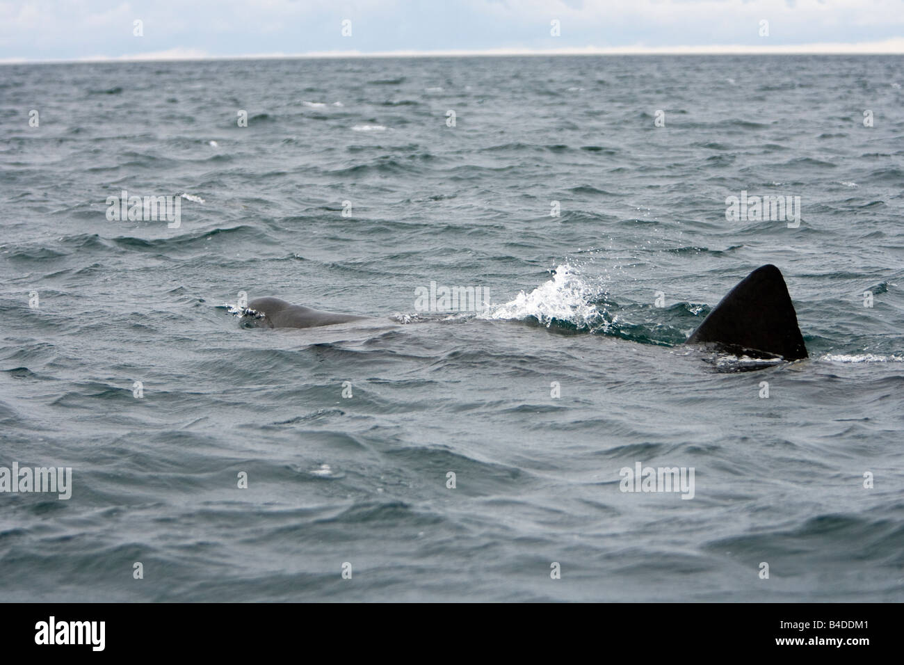 Basking Shark Riesenhai Cetorhinus maximus Gairloch Scotland Stock ...