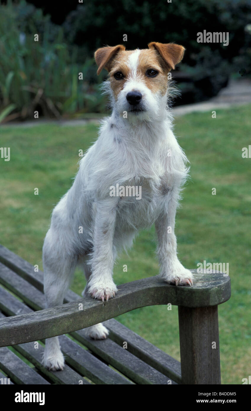 DOG, Jack Russell Terrier, Hertfordshire Stock Photo - Alamy