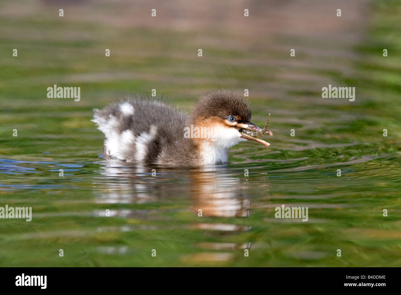 Red breasted merganser feet hi-res stock photography and images - Alamy