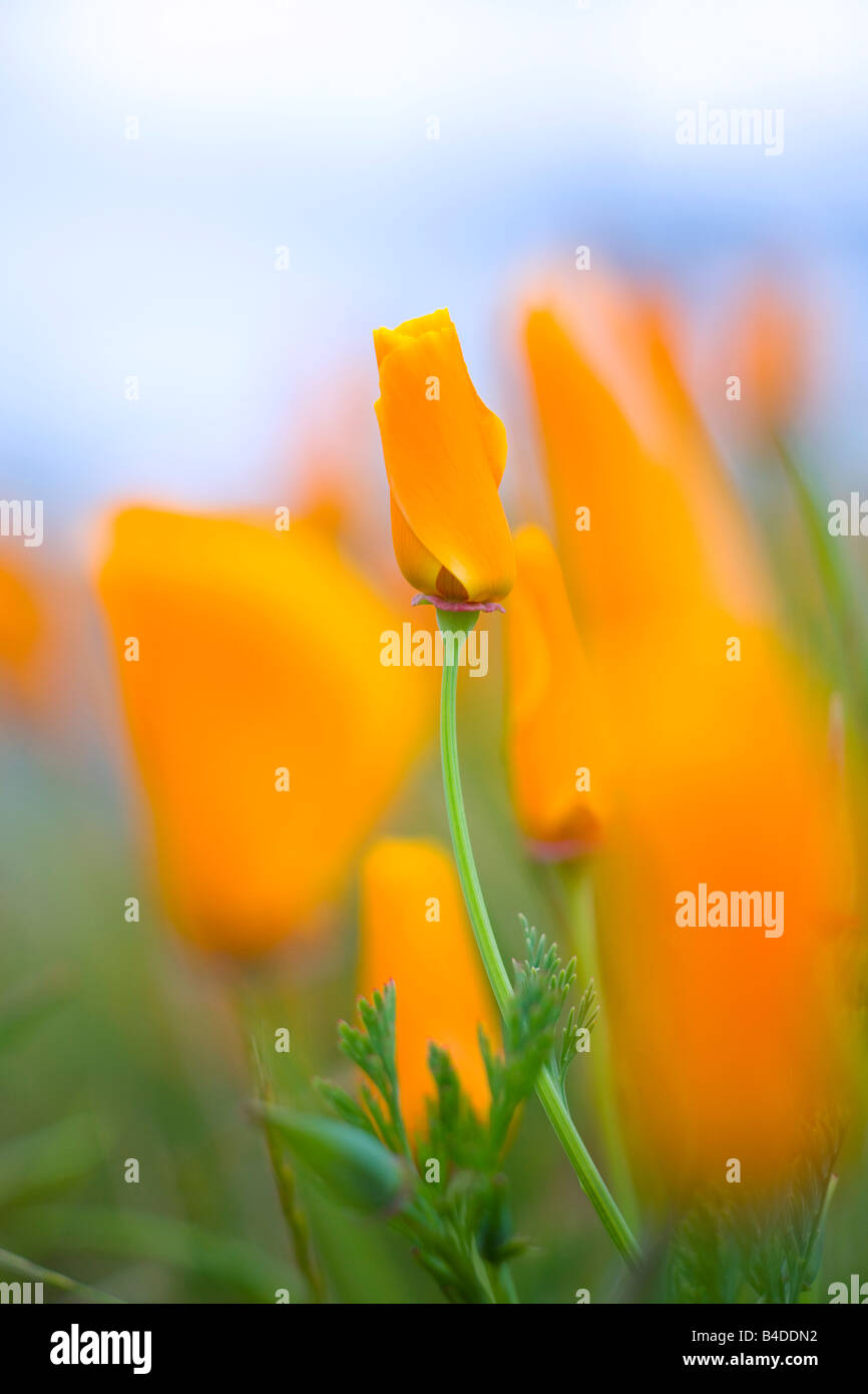 Furled hi-res stock photography and images - Alamy