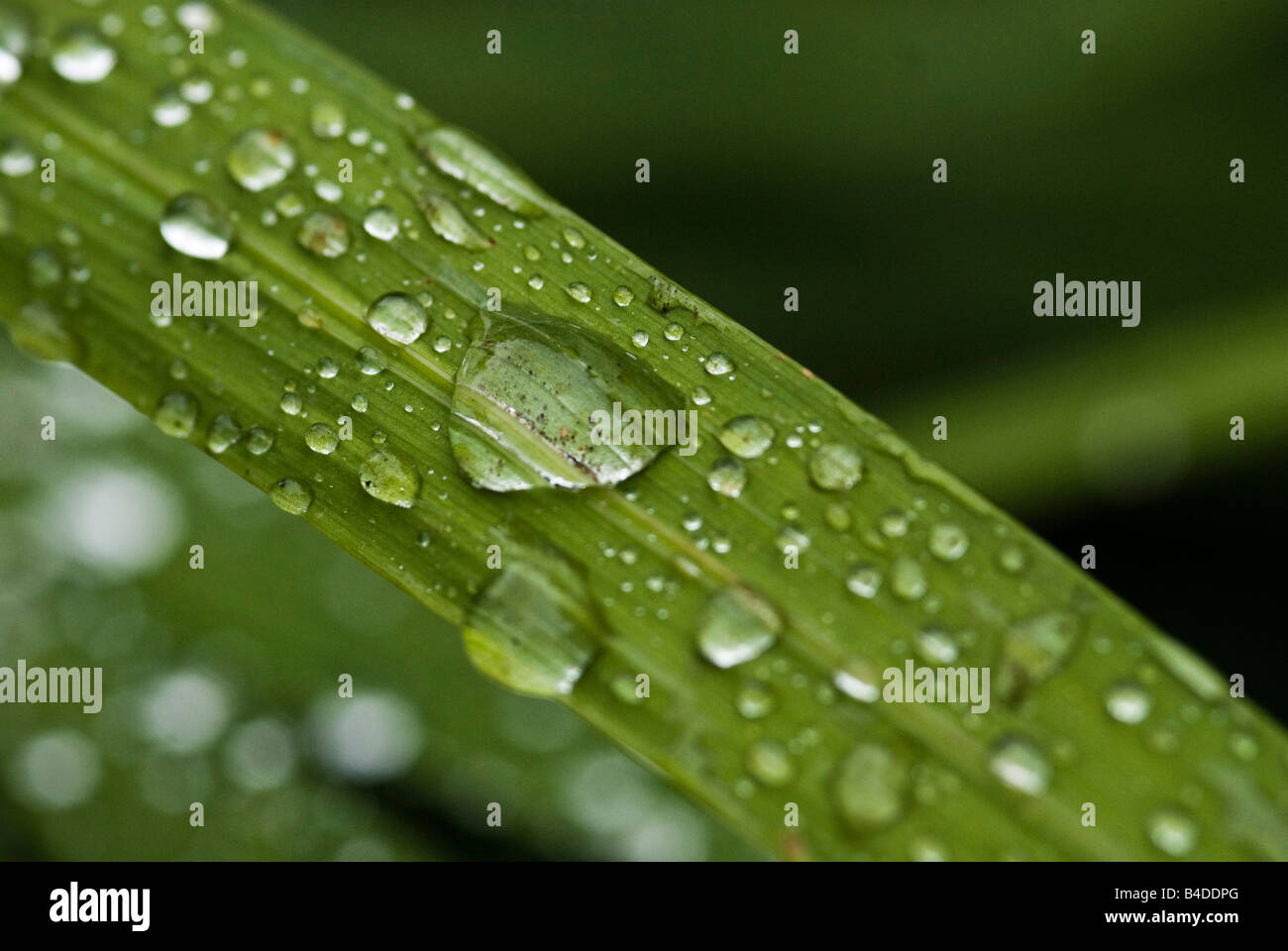 Water on leaves Stock Photo - Alamy