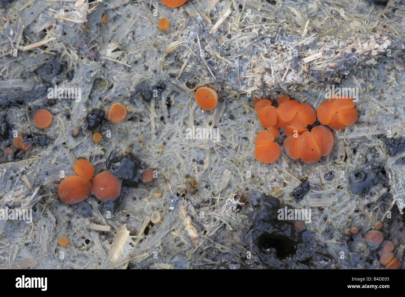 Coprobia granulata hi-res stock photography and images - Alamy