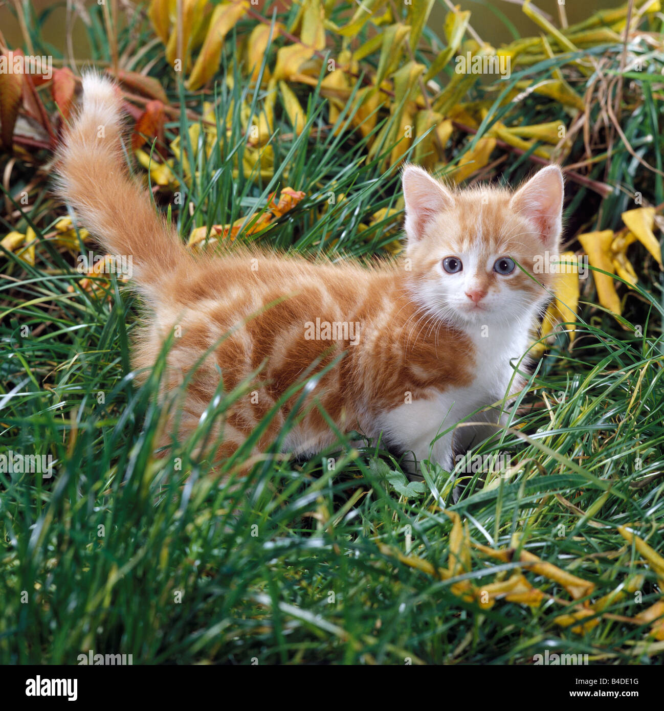 CAT, ginger male kitten walking through grass Stock Photo - Alamy