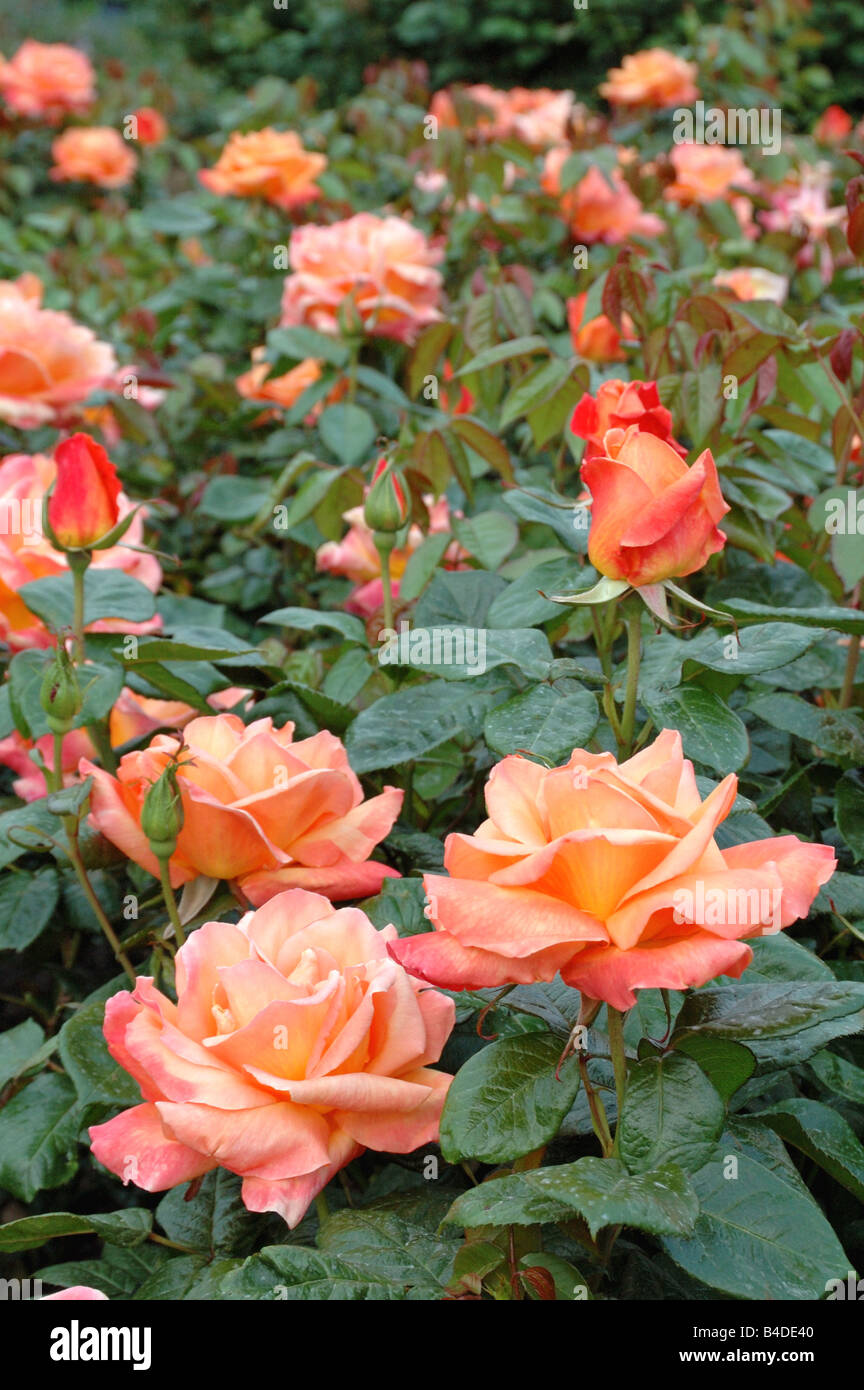 Rosa Fulton Mackay rose Stock Photo - Alamy