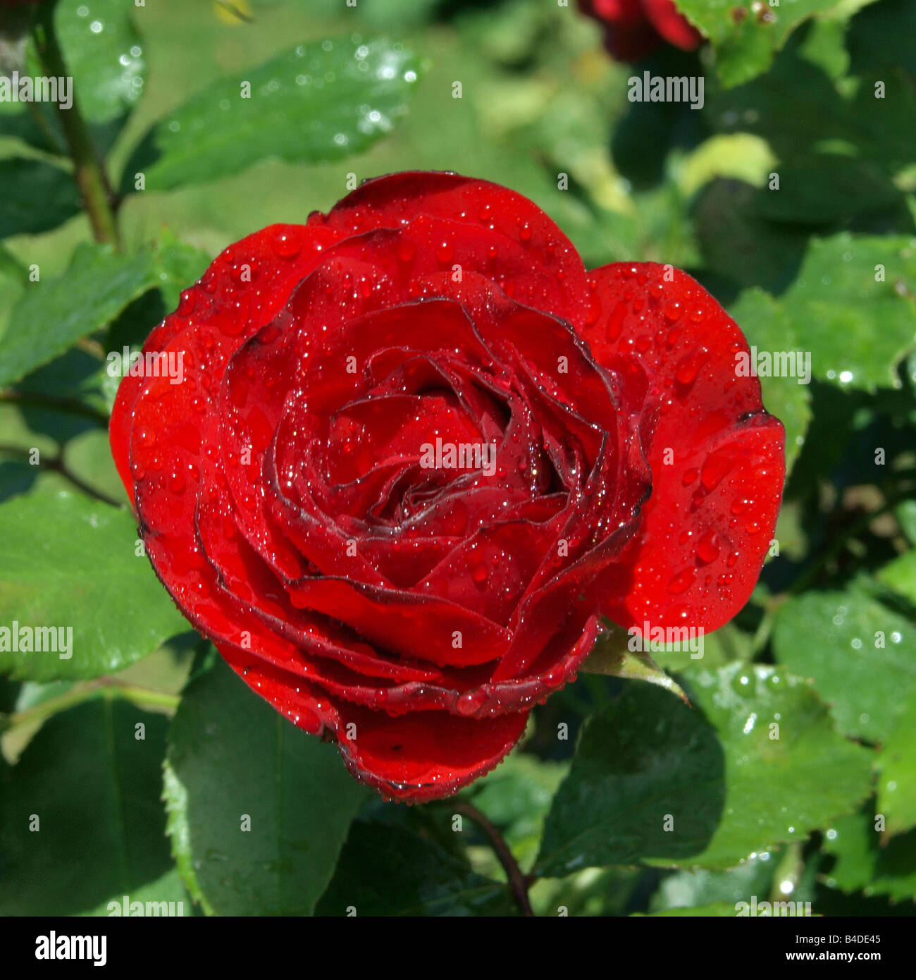Cultivation hybrid hi-res stock photography and images - Alamy