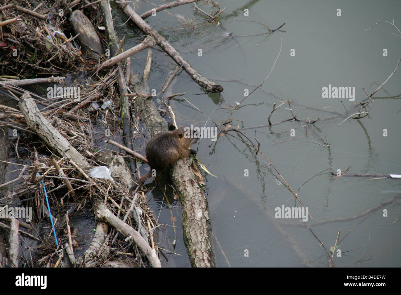 Nutria Family High Resolution Stock Photography and Images - Alamy