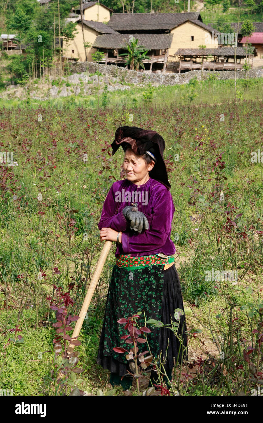 White Hmong tribeswoman working in the fields at the village of Pho ...