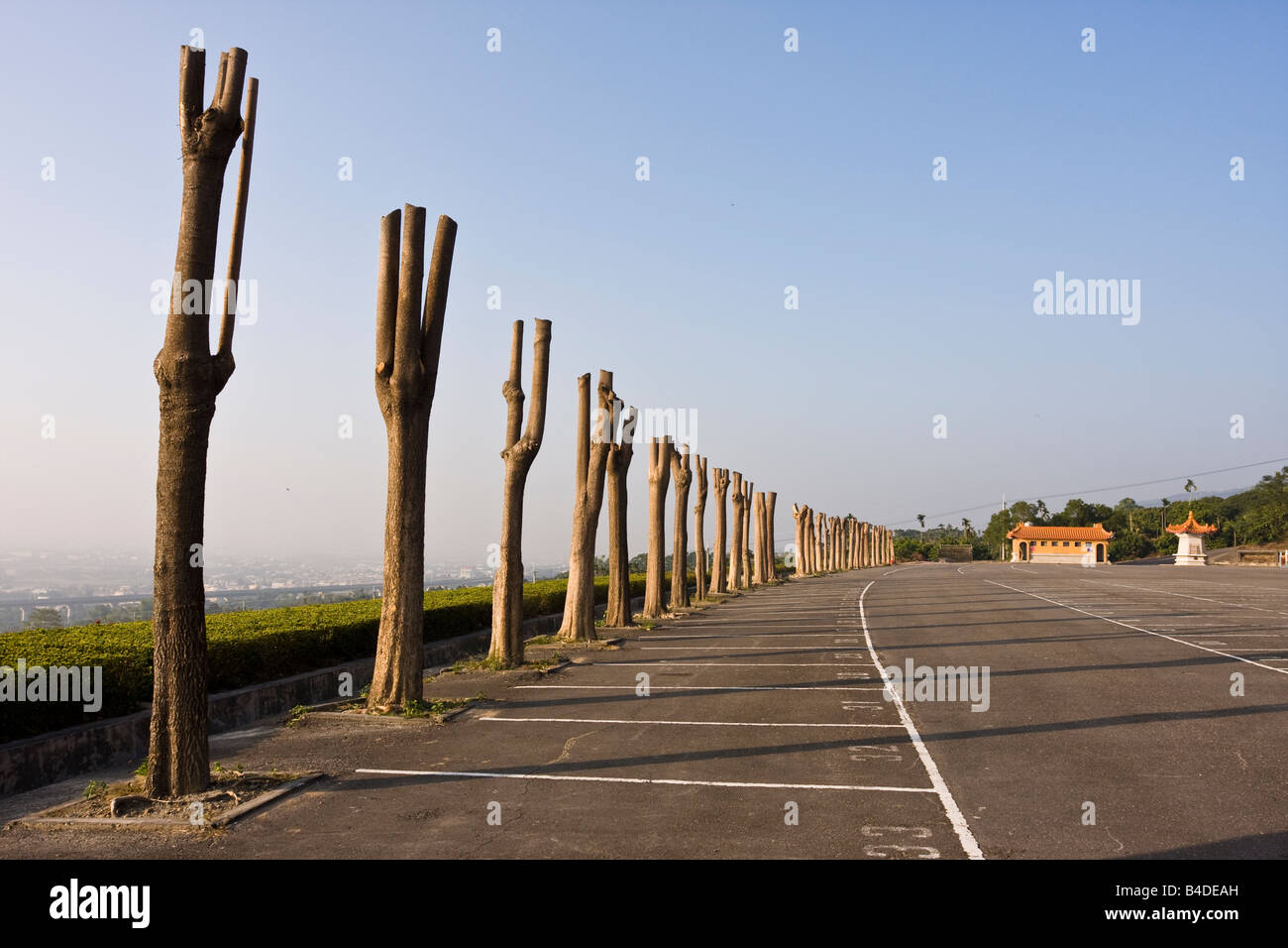 Bare tree trunks at Chinese Buddhist funeral temple, Shetou township ...