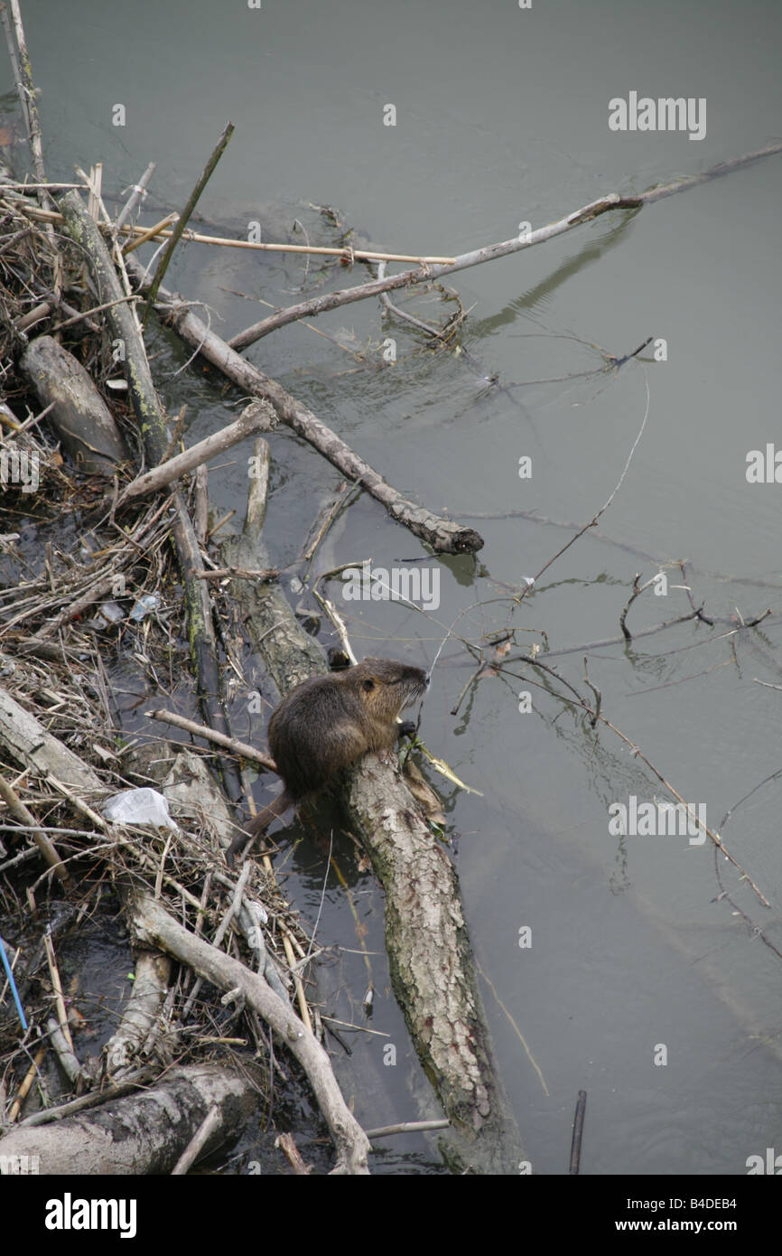 nutria rodent on washed up logs on tiber river, rome Stock Photo - Alamy