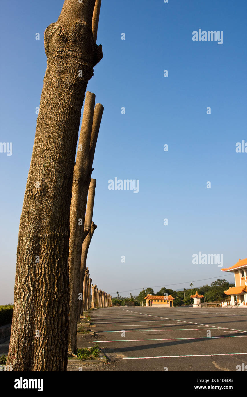 Bare tree trunks at Chinese Buddhist funeral temple, Shetou township ...