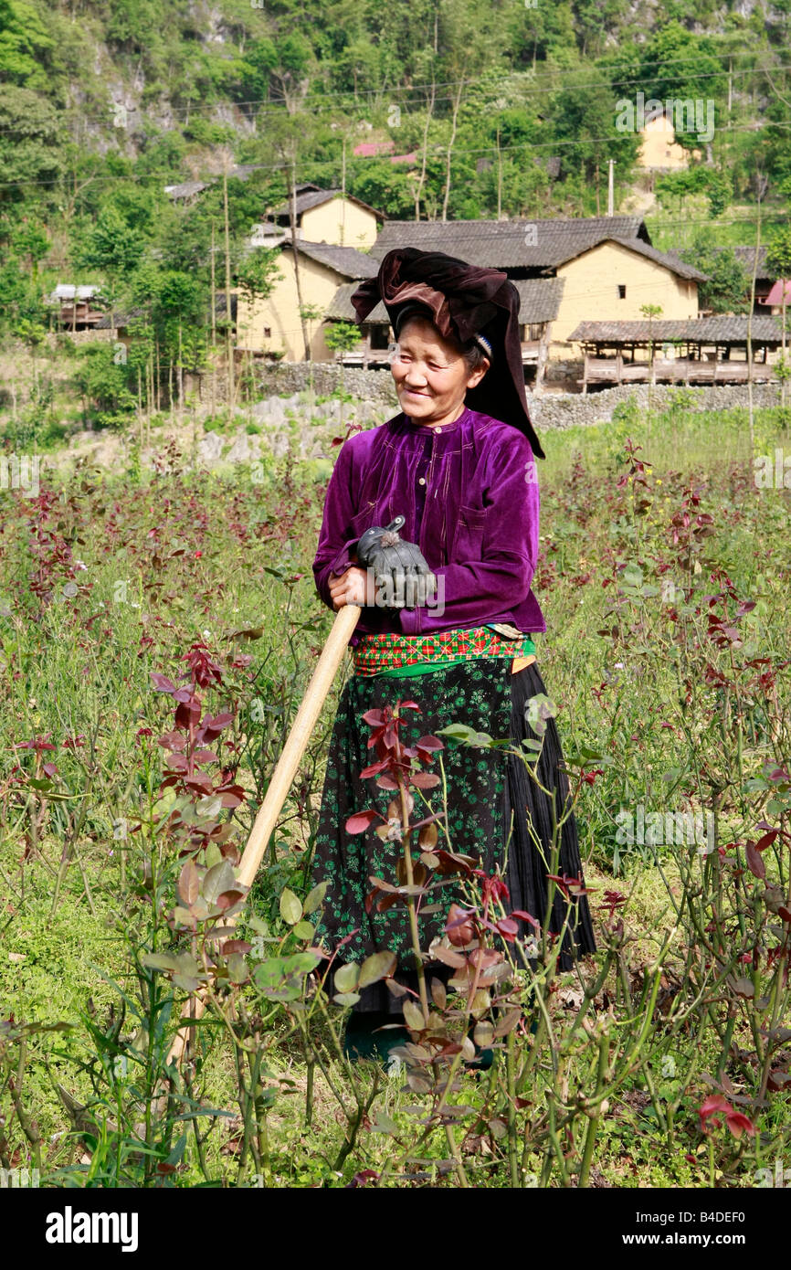 White Hmong tribeswoman working in the fields at the village of Pho ...