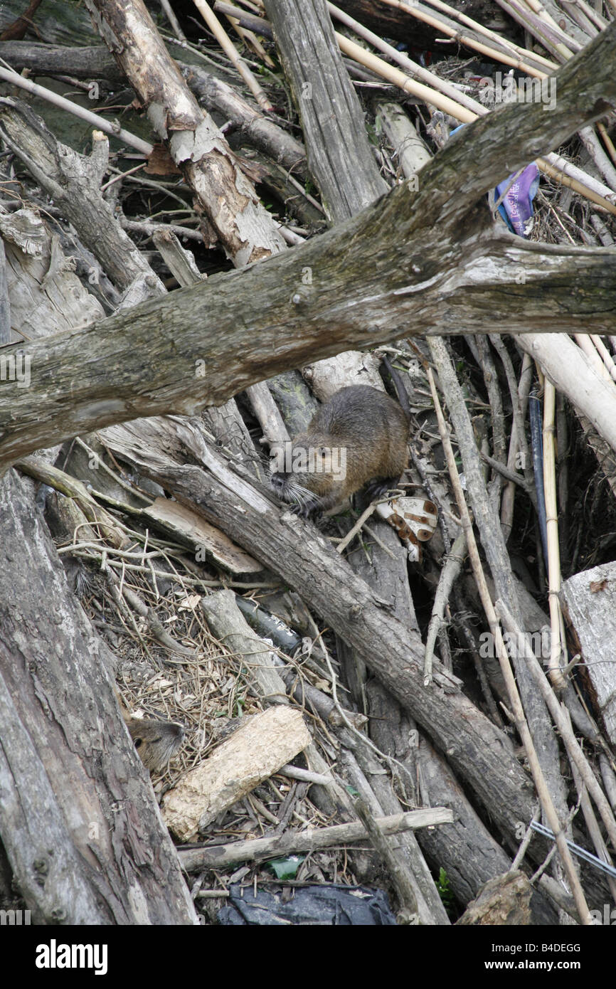 nutria rodent on washed up logs on tiber river, rome Stock Photo - Alamy