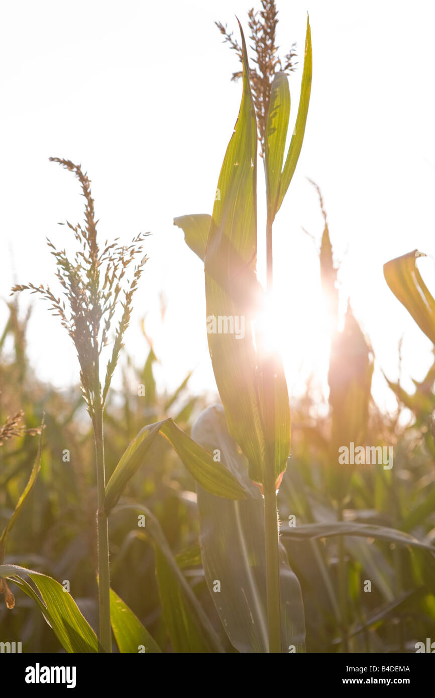 Zea mays hi-res stock photography and images - Alamy