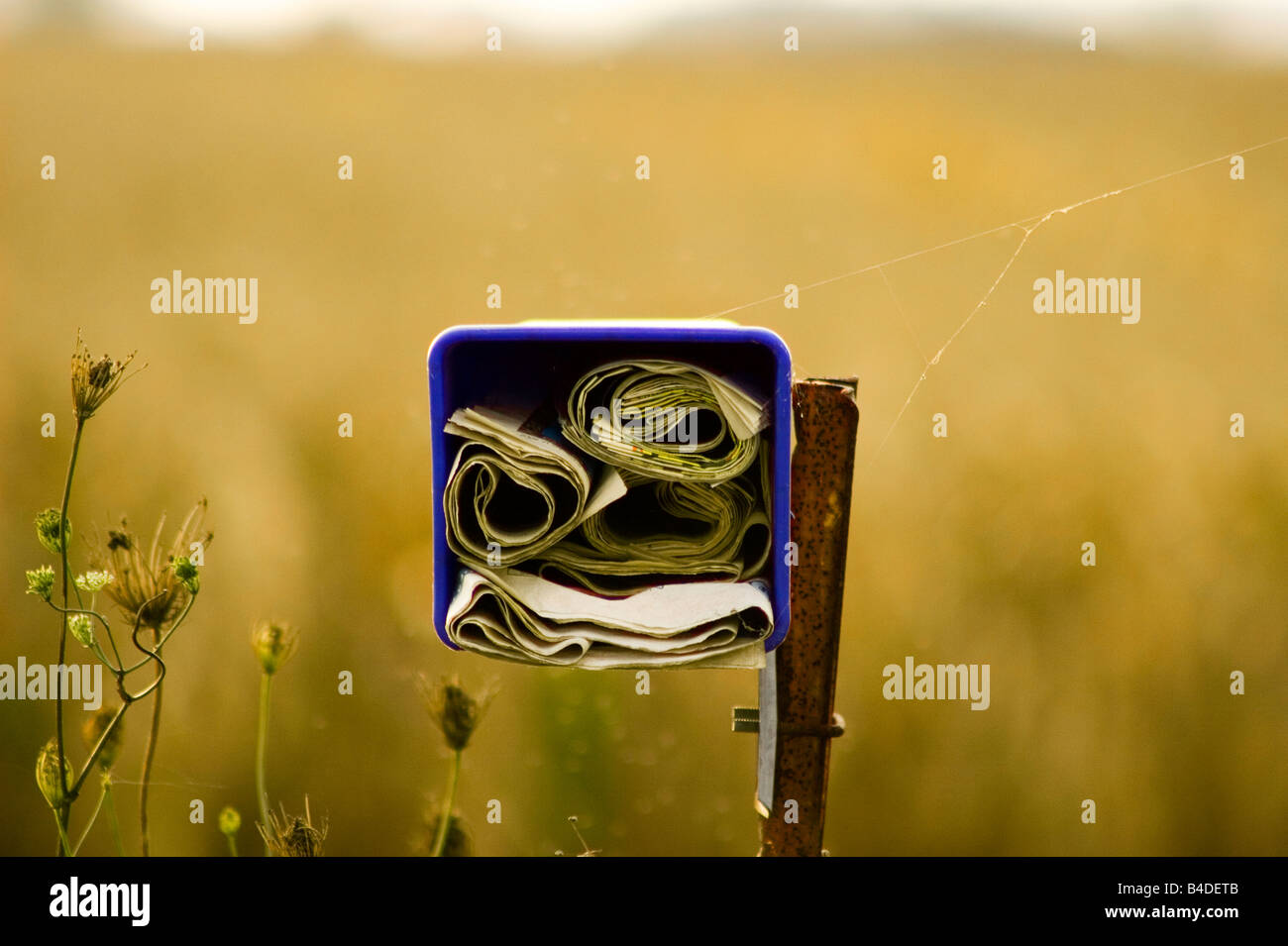 A blue rural newspaper box full of unread newspapers with spider web ...