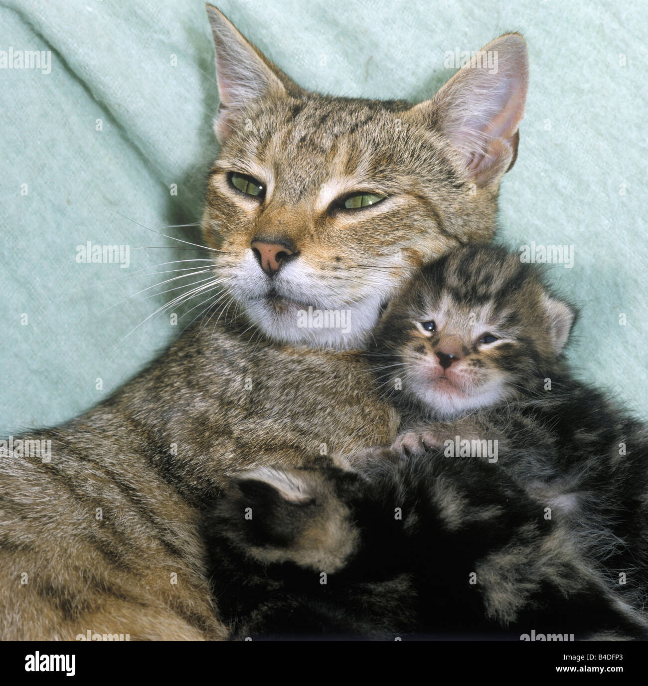 CAT, Tabby cat mother with ten-day-old kittens Stock Photo - Alamy