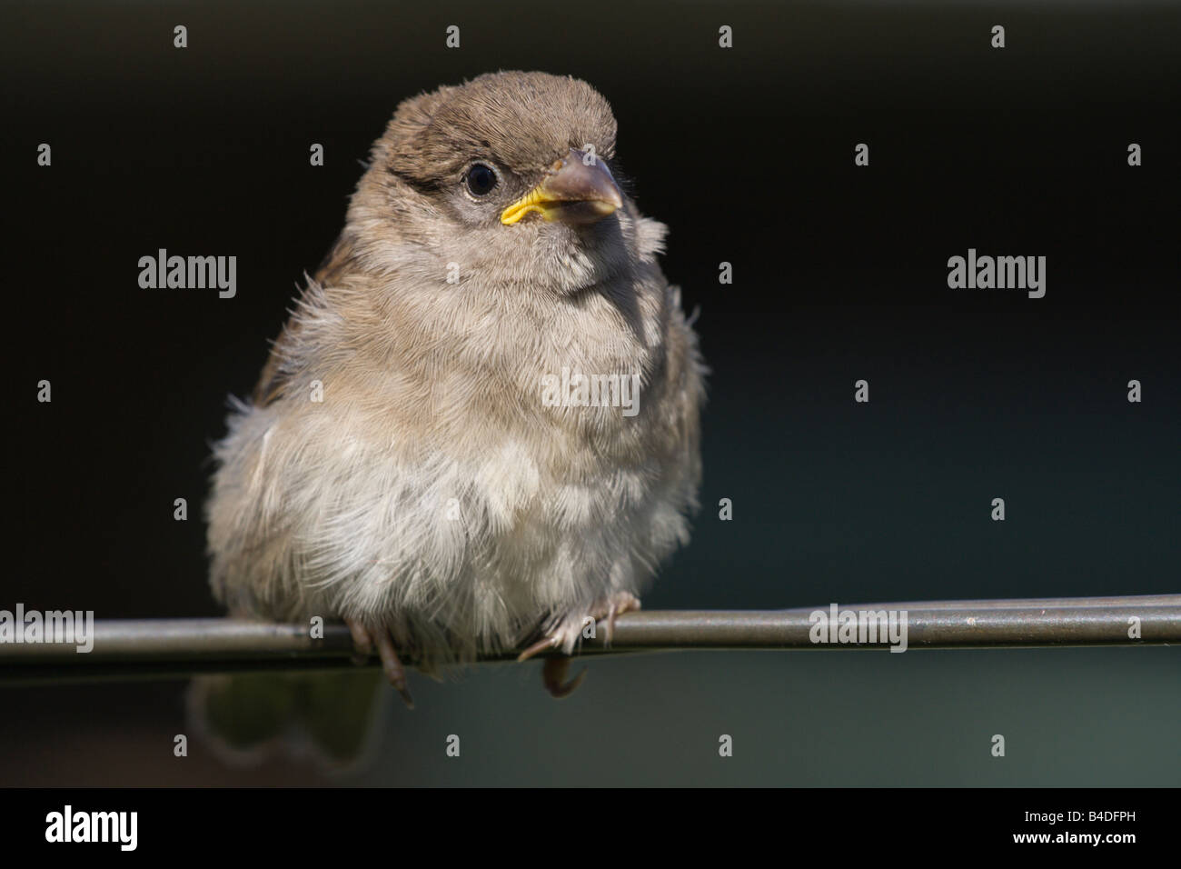 Fledgeling hi-res stock photography and images - Alamy
