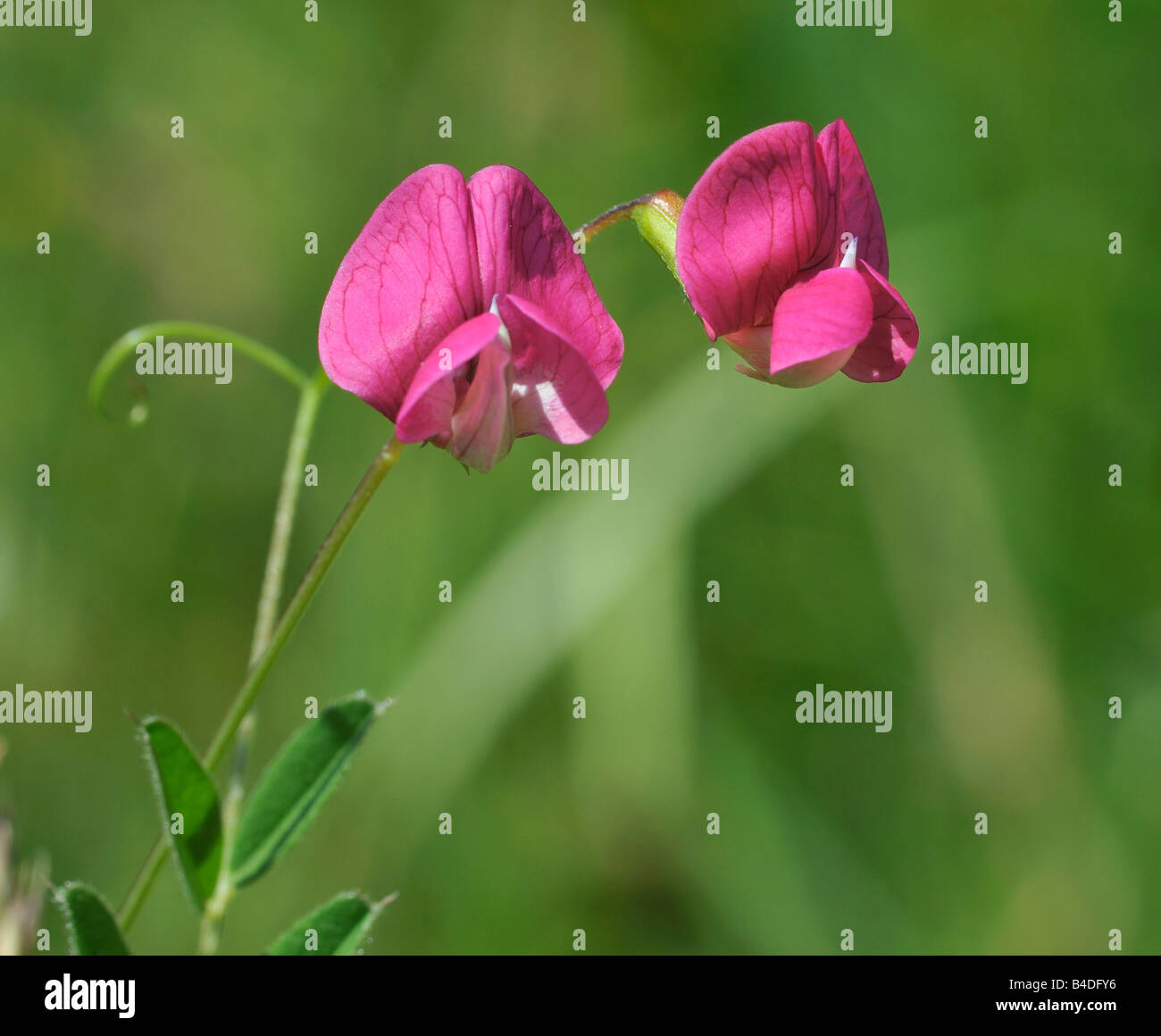 Grass Vetchling Lathyrus nissolia Stock Photo - Alamy