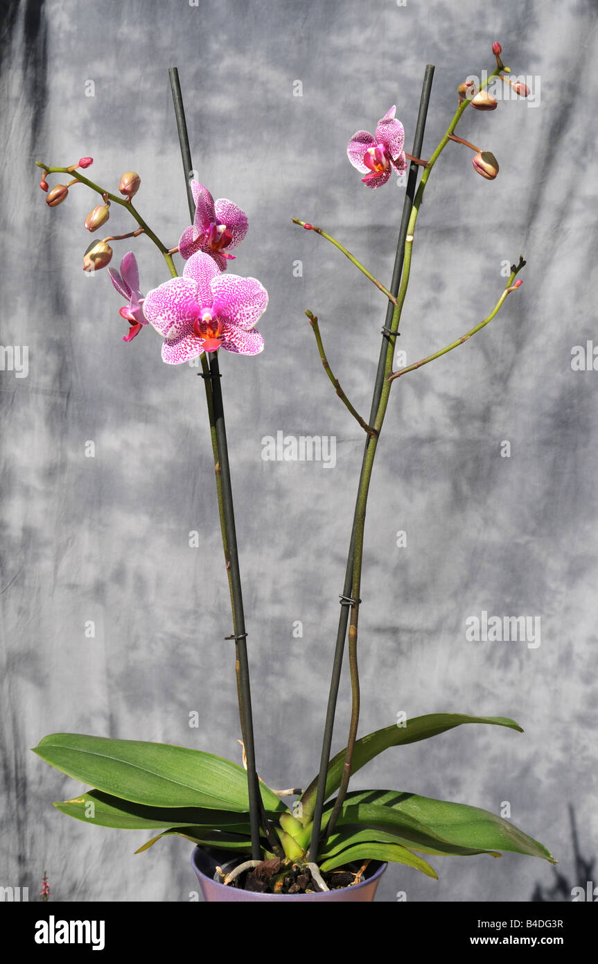 ZT Images ztimages Orchidea Phalaenopsis orchid plant flora flower ...