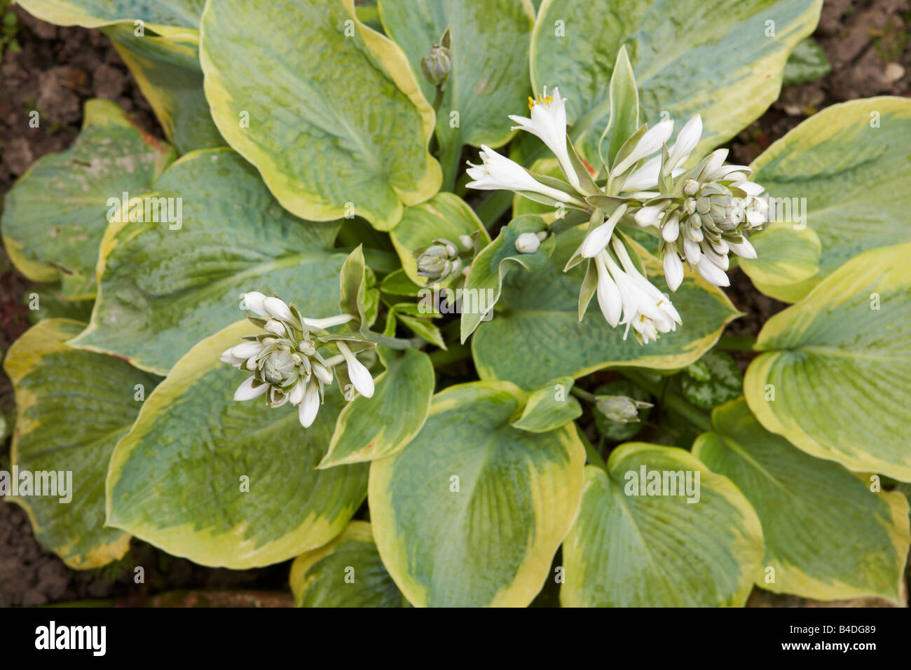 Hosta wavy hi-res stock photography and images - Alamy
