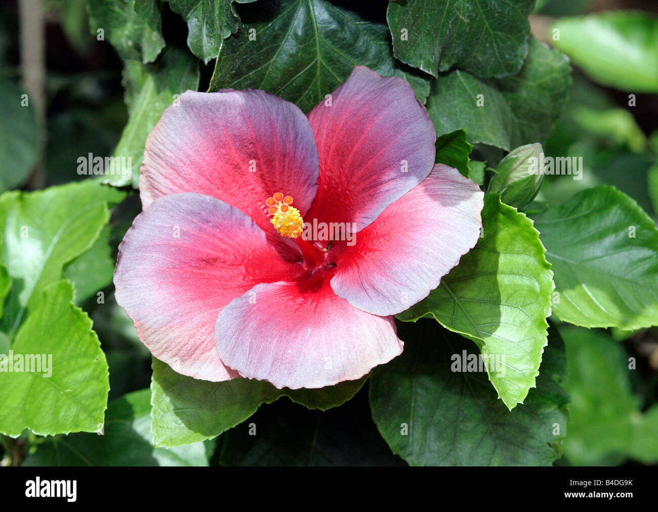 A Night Fire Chinese Hibiscus flower Stock Photo - Alamy