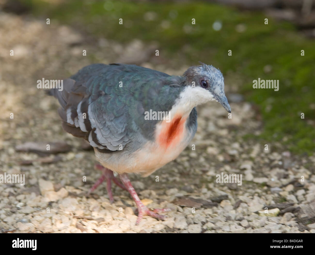 Luzon Bleeding Heart Gallicolumba luzonica Captive Stock Photo - Alamy