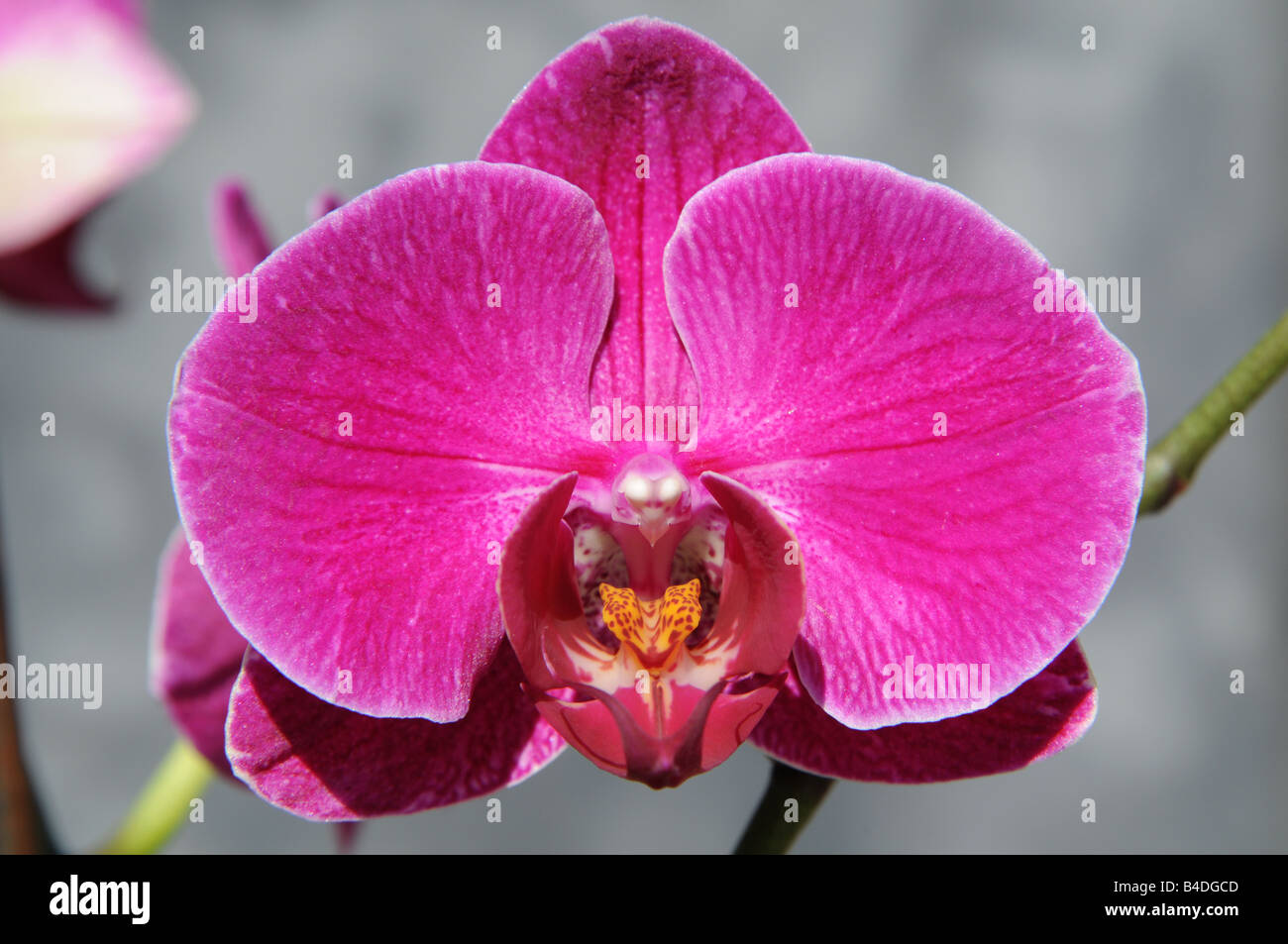 Orchidea Phalaenopsis orchid Stock Photo - Alamy