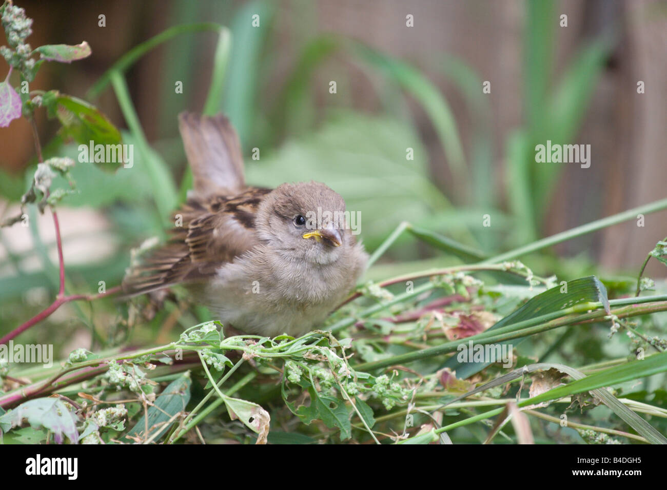 Fledgeling hi-res stock photography and images - Alamy