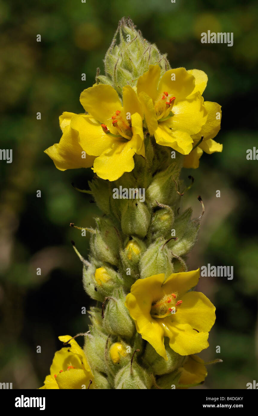 Great Mullein Verbascum thapsus Stock Photo - Alamy