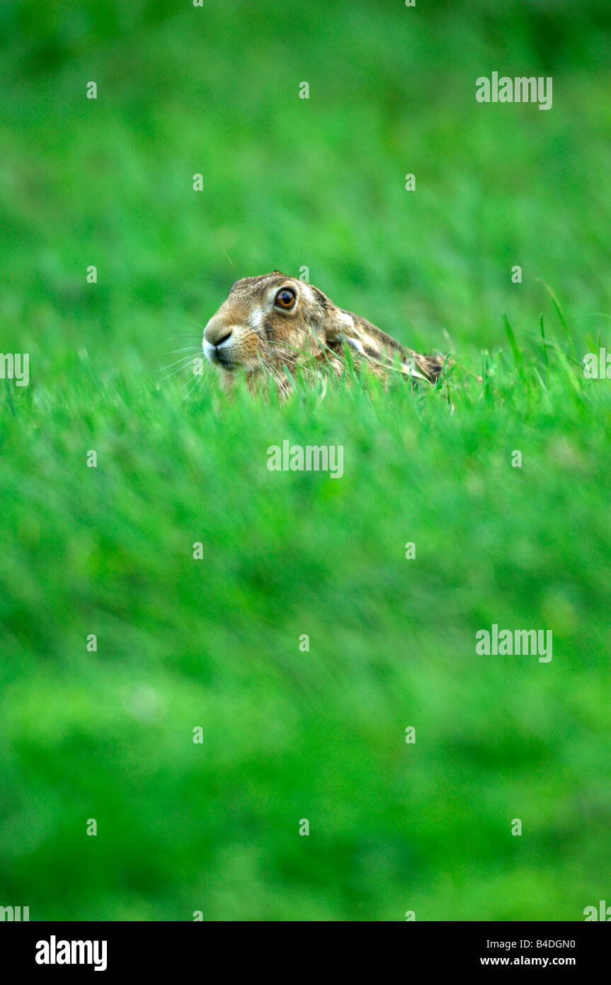 Fox peeping hi-res stock photography and images - Alamy