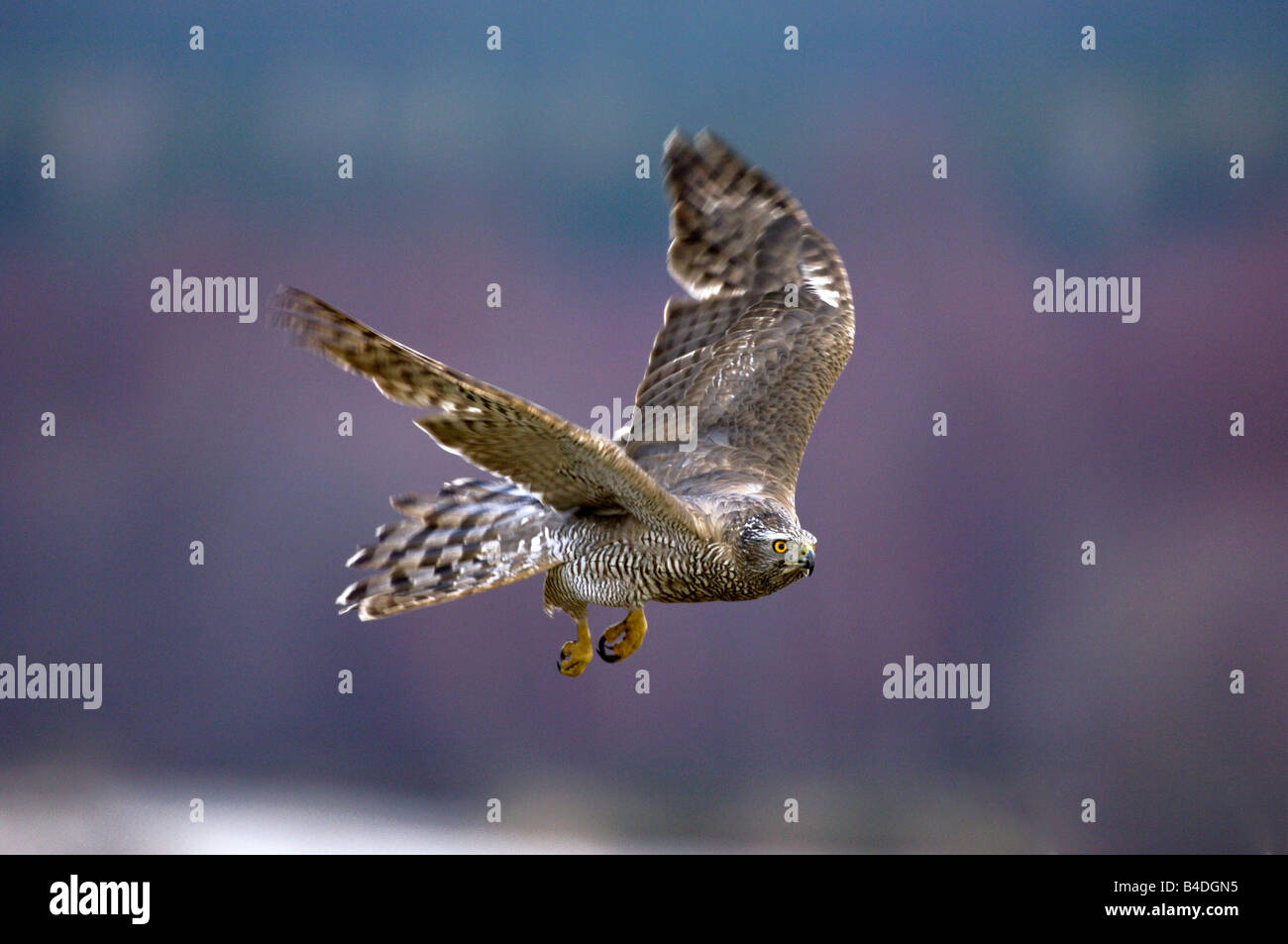 Goshawk in flight Stock Photo - Alamy