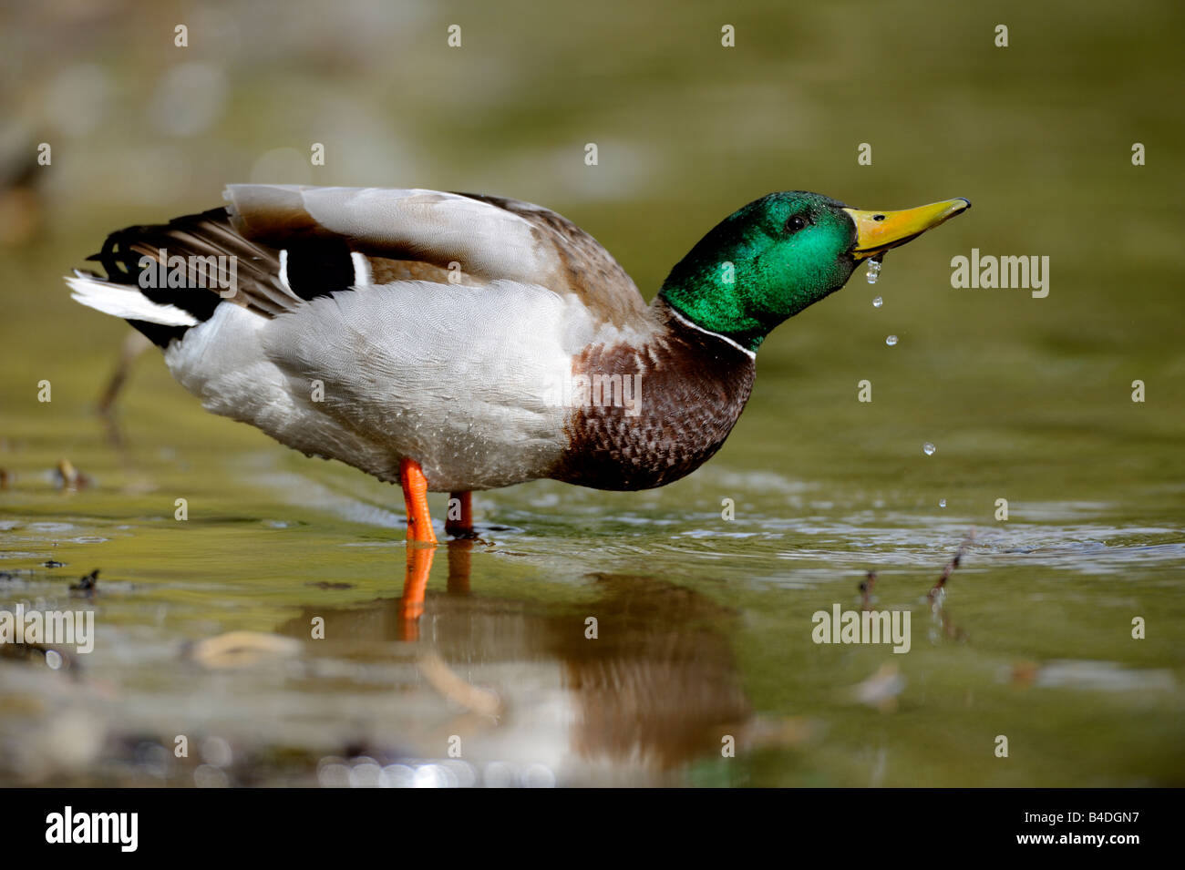 Mallard Drake Drinking Stock Photo - Alamy