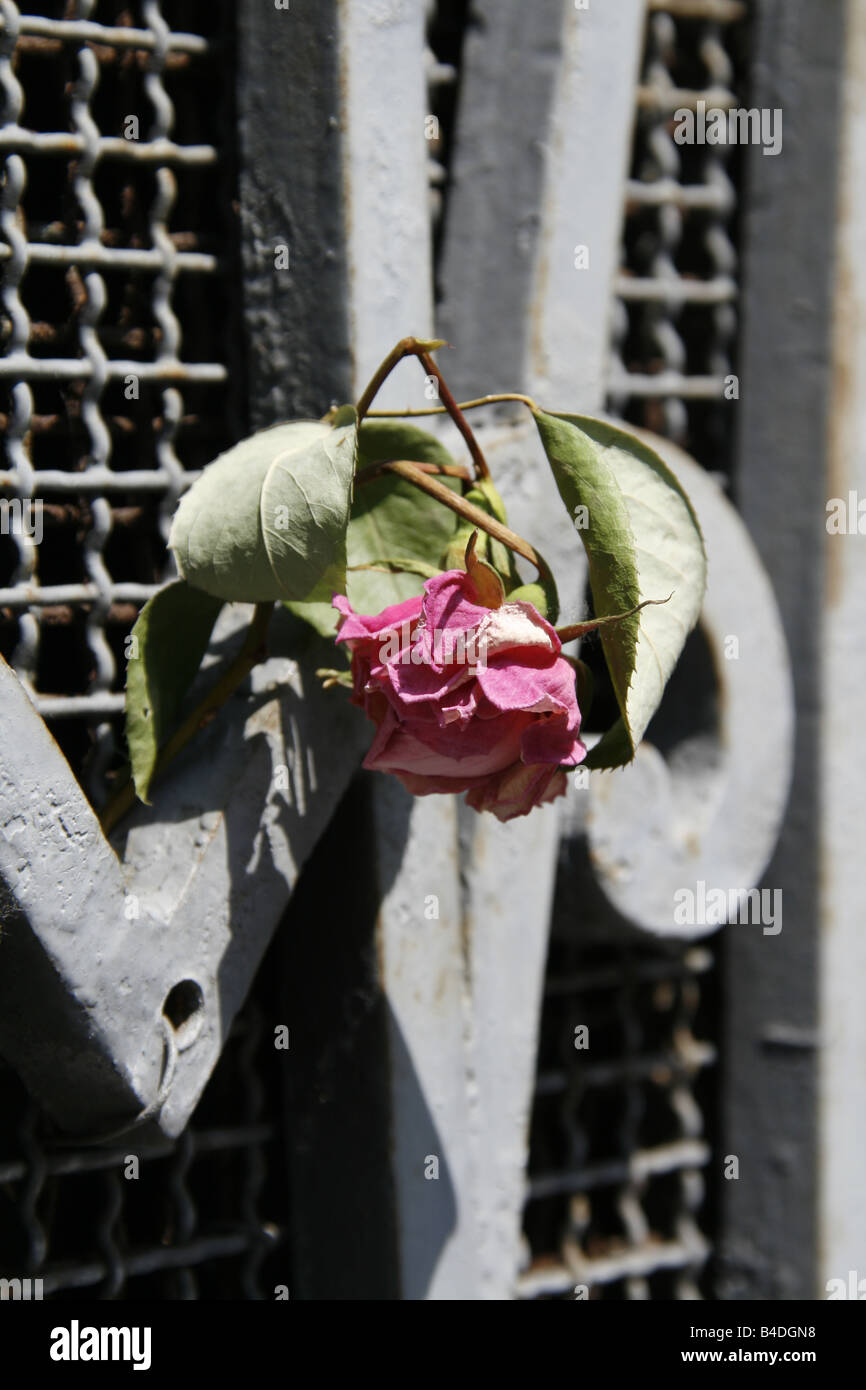 Rose bud to the left hi-res stock photography and images - Alamy