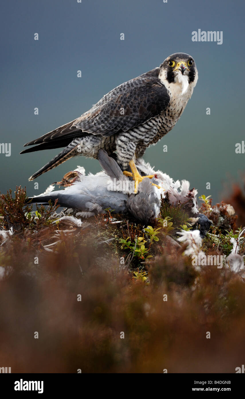 Peregrine Falcon on a kill Stock Photo - Alamy
