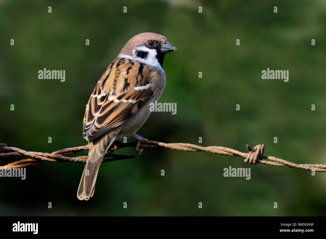 English sparrow hi-res stock photography and images - Alamy
