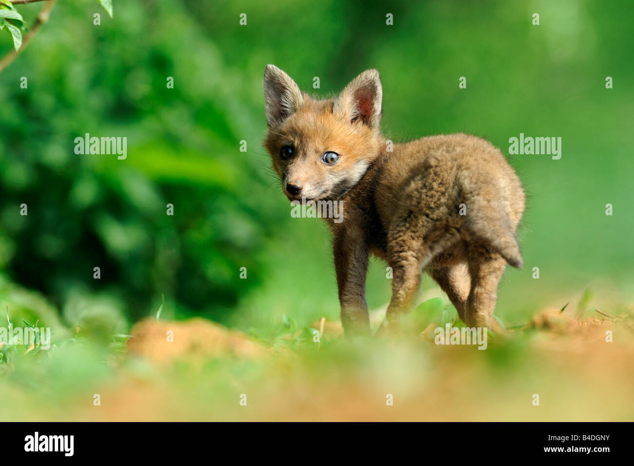 Red Fox cub looking over his shoulder Stock Photo - Alamy