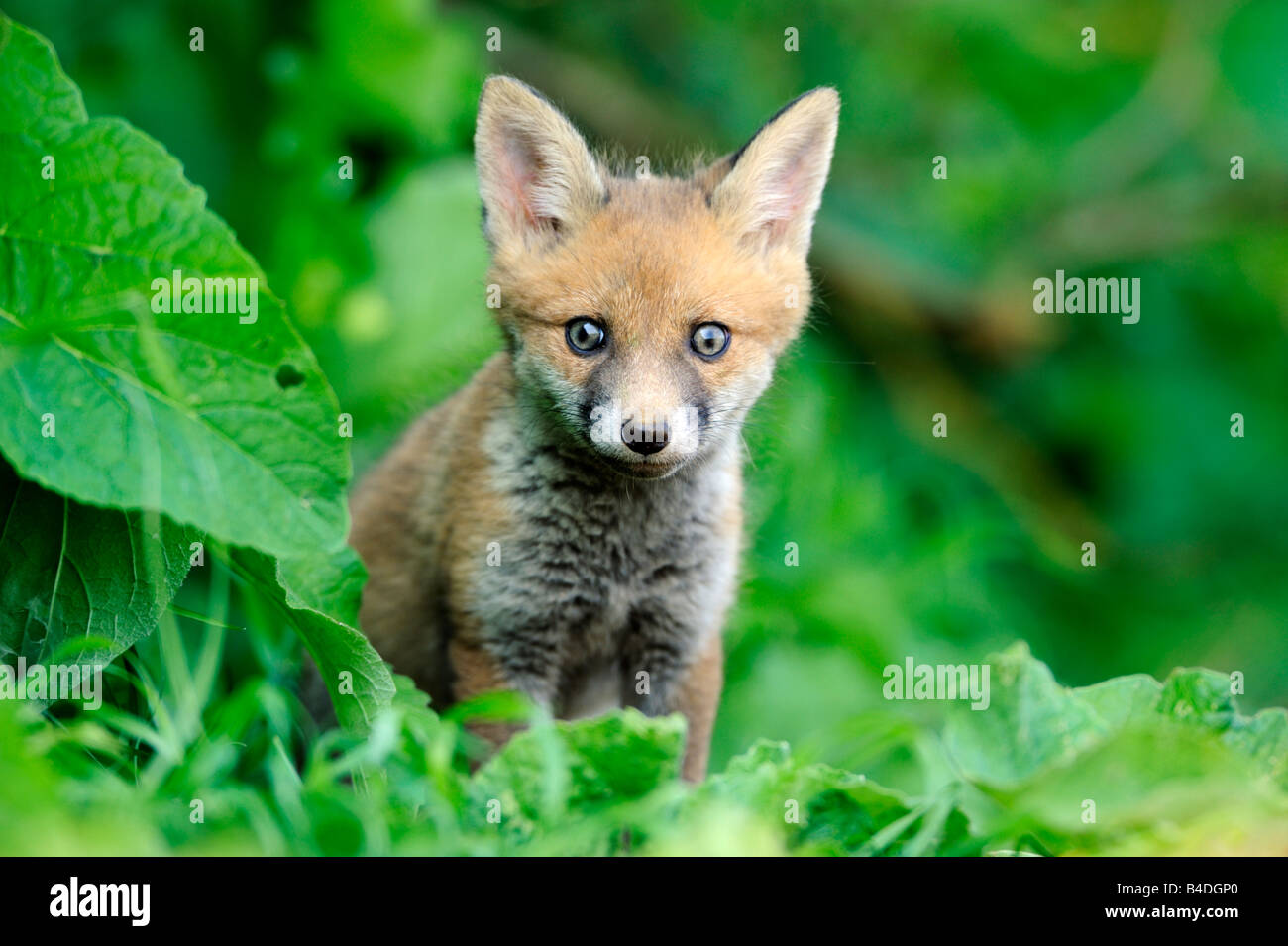 Vixen red fox cub hi-res stock photography and images - Alamy