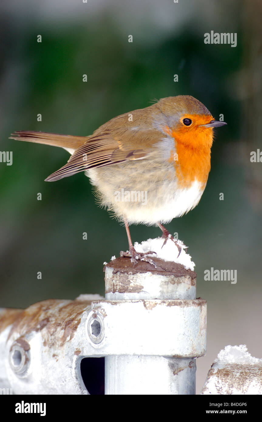 Robin Puffed Up Stock Photo - Alamy