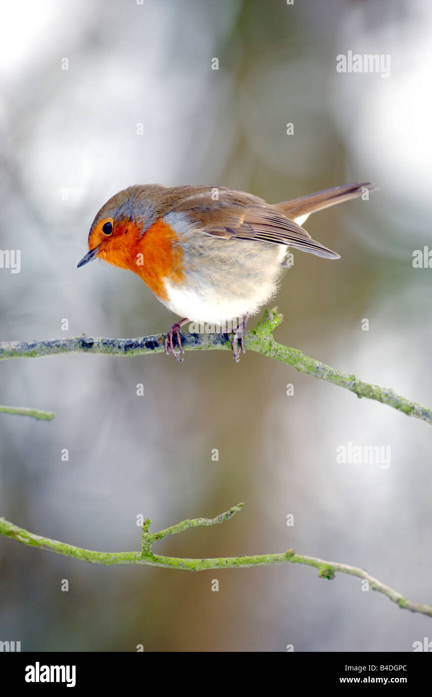 Puffed robin hi-res stock photography and images - Alamy