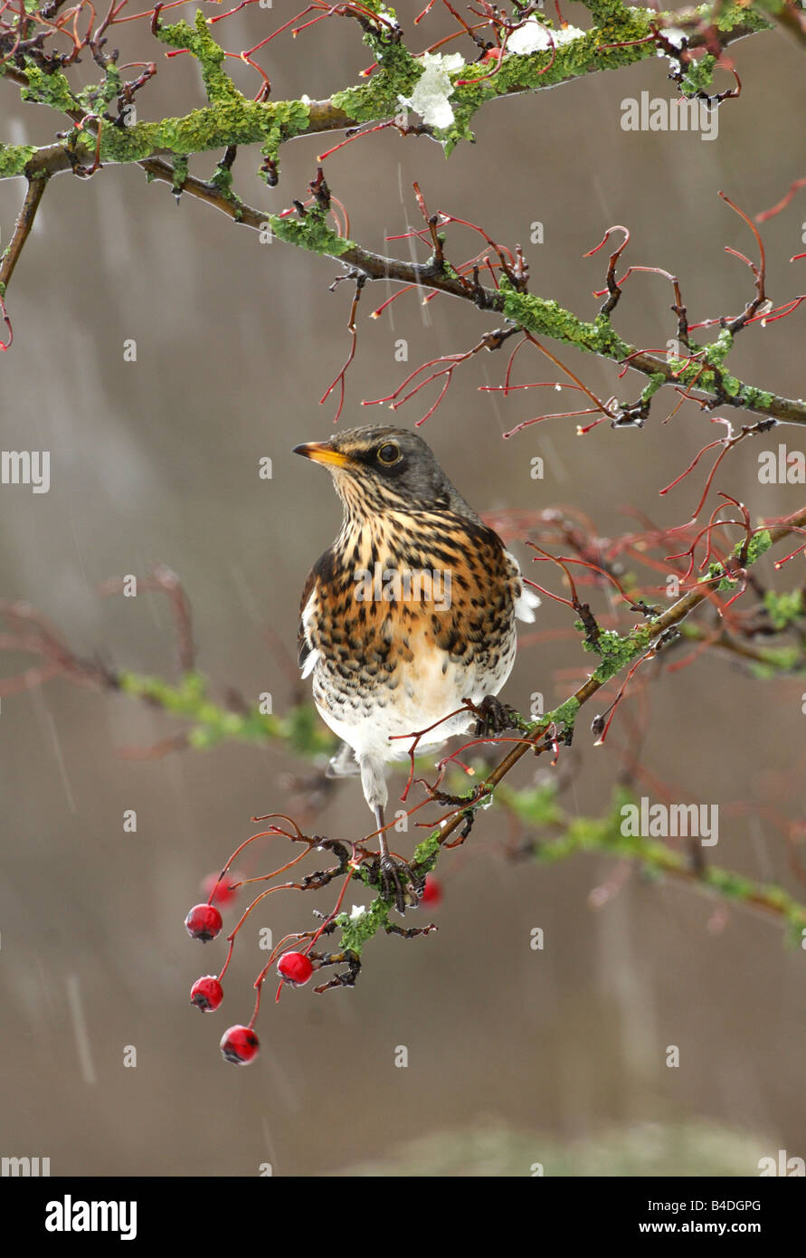 Fieldfare in the snow Stock Photo - Alamy