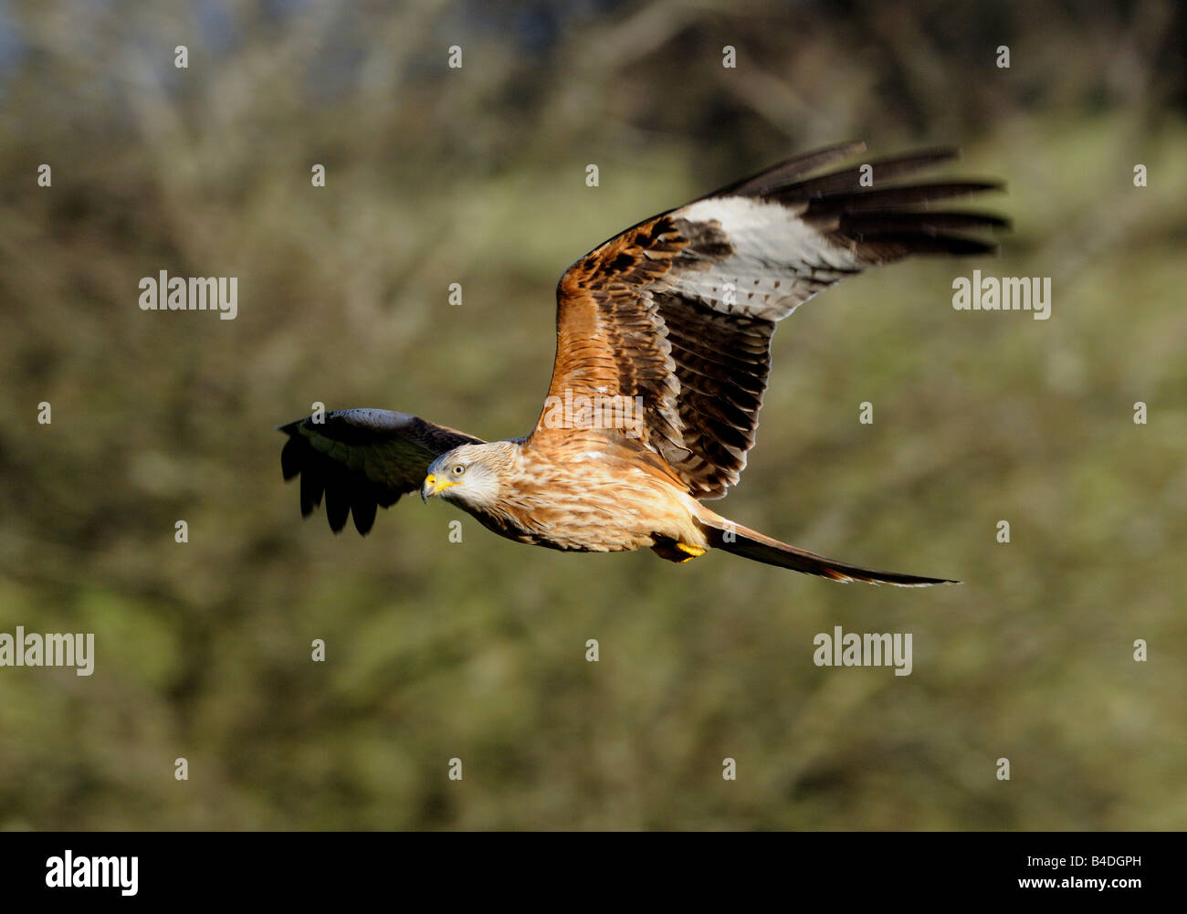 Red kite raptor hi-res stock photography and images - Alamy