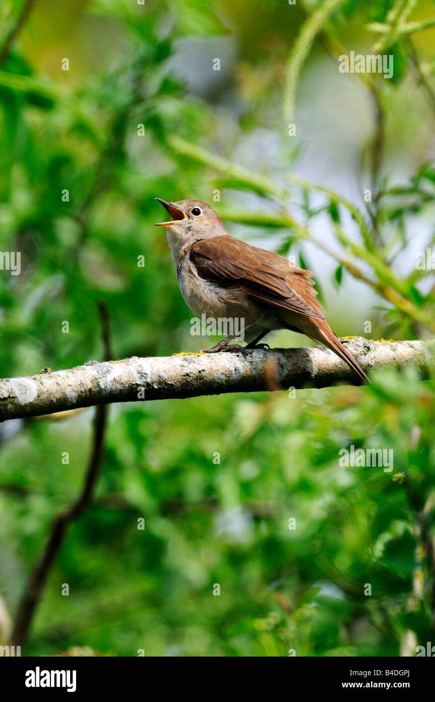 Nightingale singing hi-res stock photography and images - Alamy