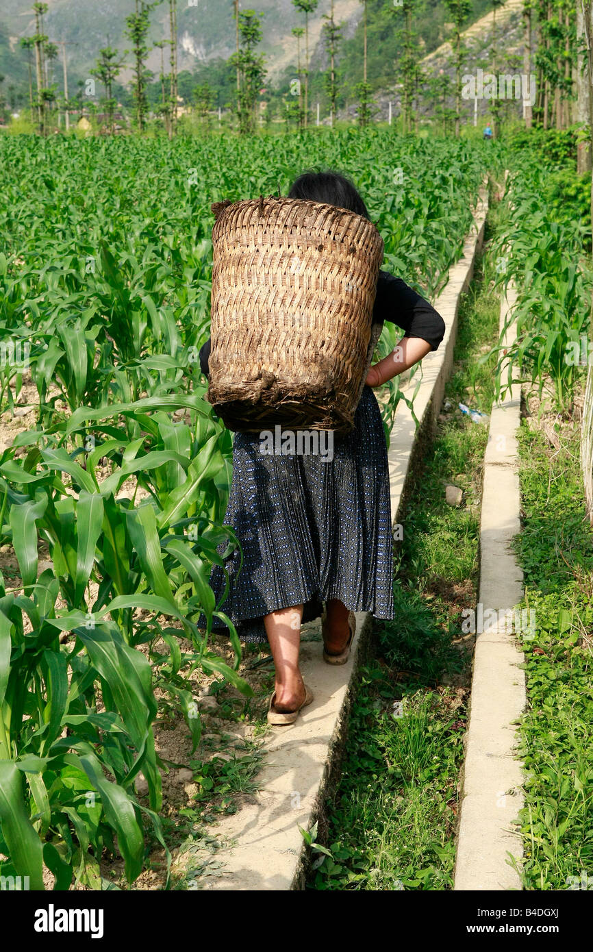 White Hmong tribeswoman working in the fields at the village of Pho ...
